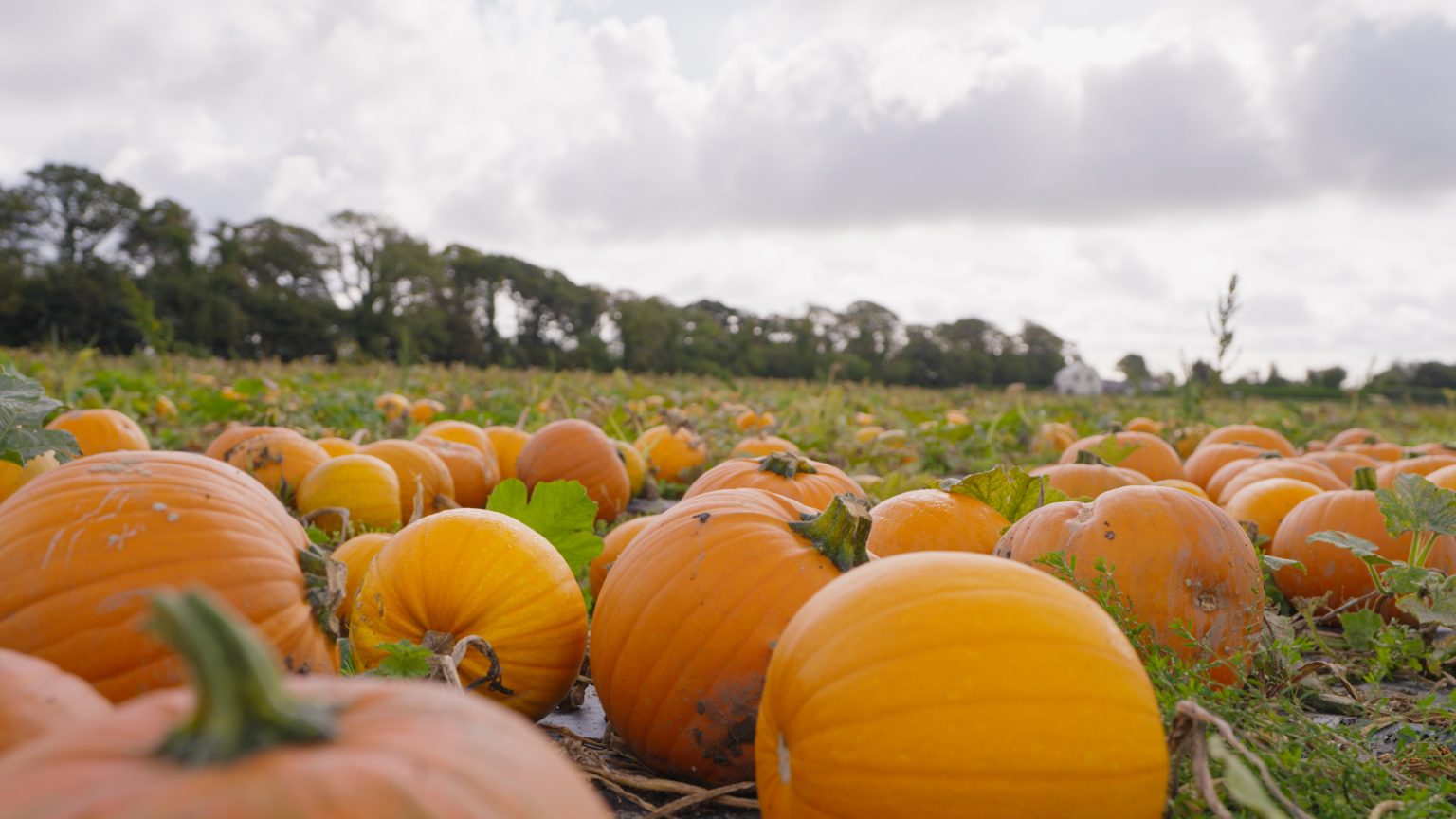 SuperValu's pumpkins all Irish grown by Donnelly Fresh - Ireland's ...